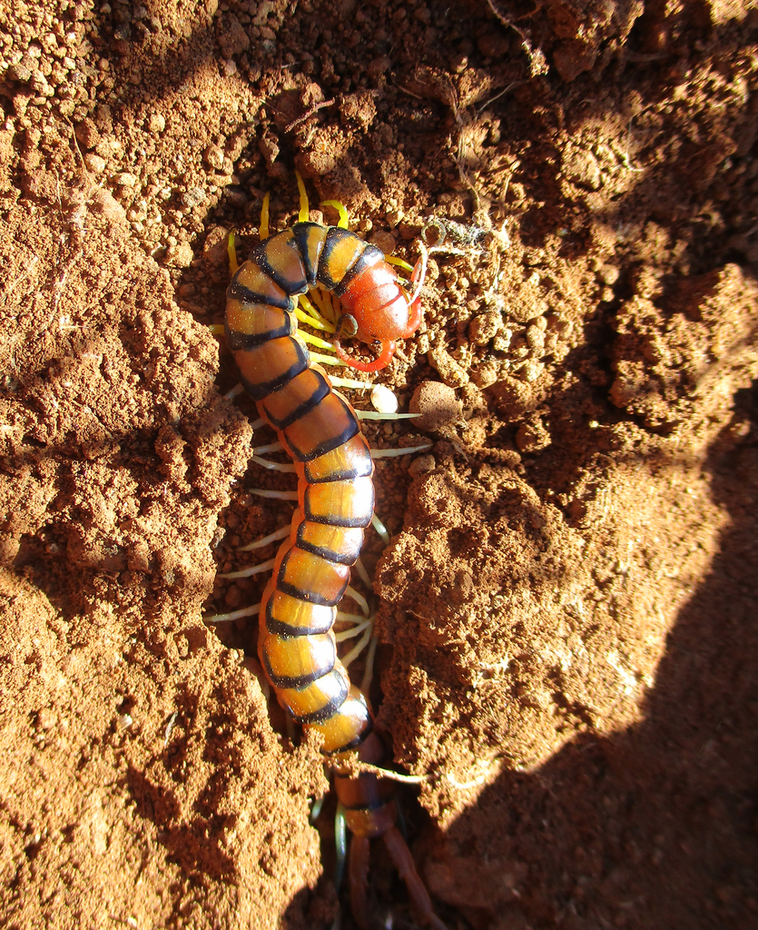 Red-headed Centipede from Serowe Botswana on June 30, 2023 by ...