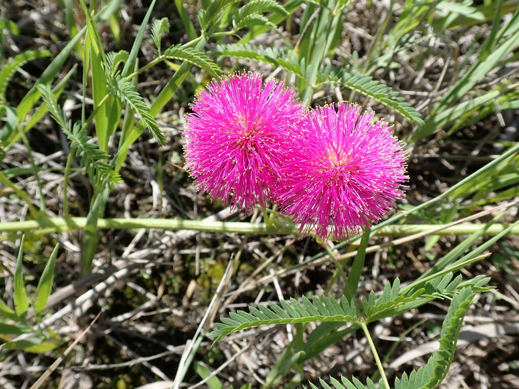 Catclaw Briar from Frontier County, NE, USA on June 29, 2023 at 10:27 ...