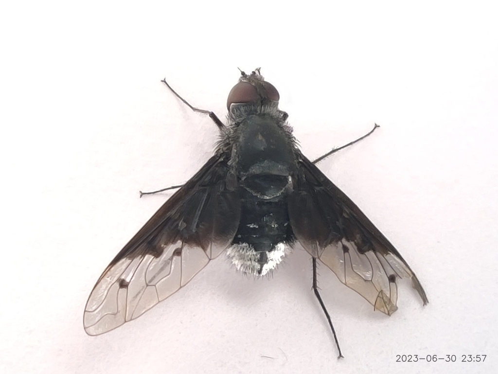 Anthrax distigma from 湖南省长沙市岳麓区奥克斯中央空调(湖南总代理) on June 30, 2023 at 11:57 ...