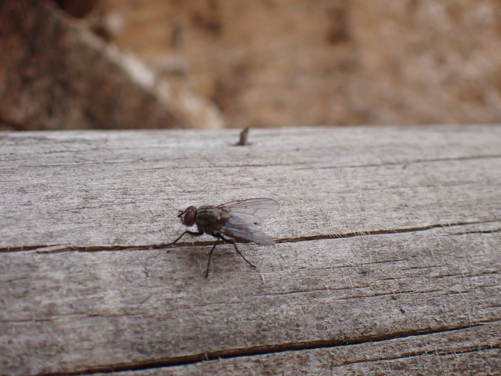 Helina in June 2023 by Nicolás Tamargo · iNaturalist