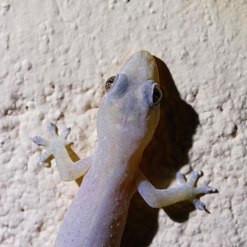 Asian House Gecko from Thap Tai, Hua Hin, Prachuap Khiri Khan, TH on ...