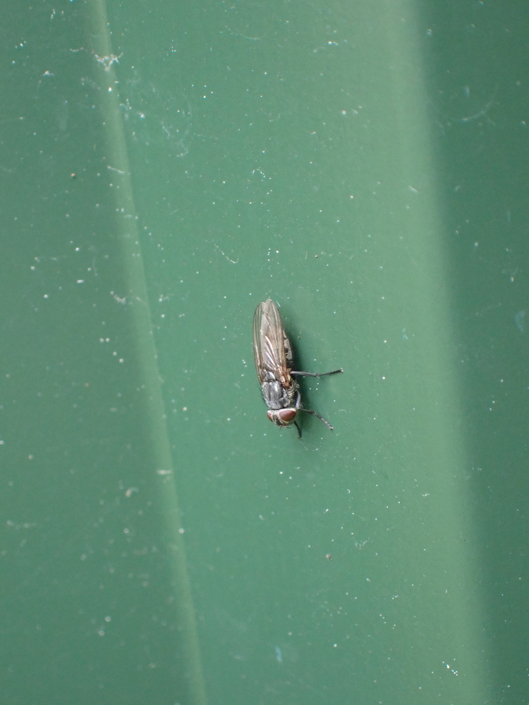 Cluster Flies in June 2023 by Nicolás Tamargo · iNaturalist