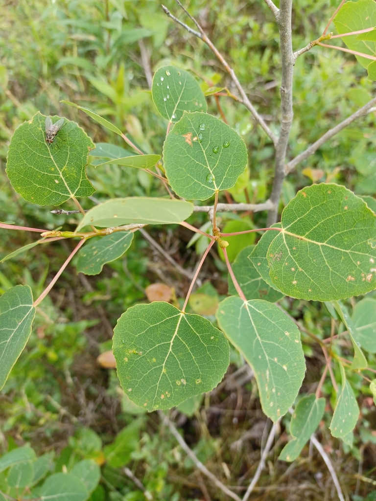 trembling aspen from Canaan Heights, WV 26260, USA on June 30, 2023 at ...