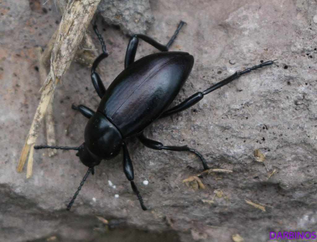 Pinacates desde Mexico el 20 de agosto de 2022 a las 09:02 PM de ...