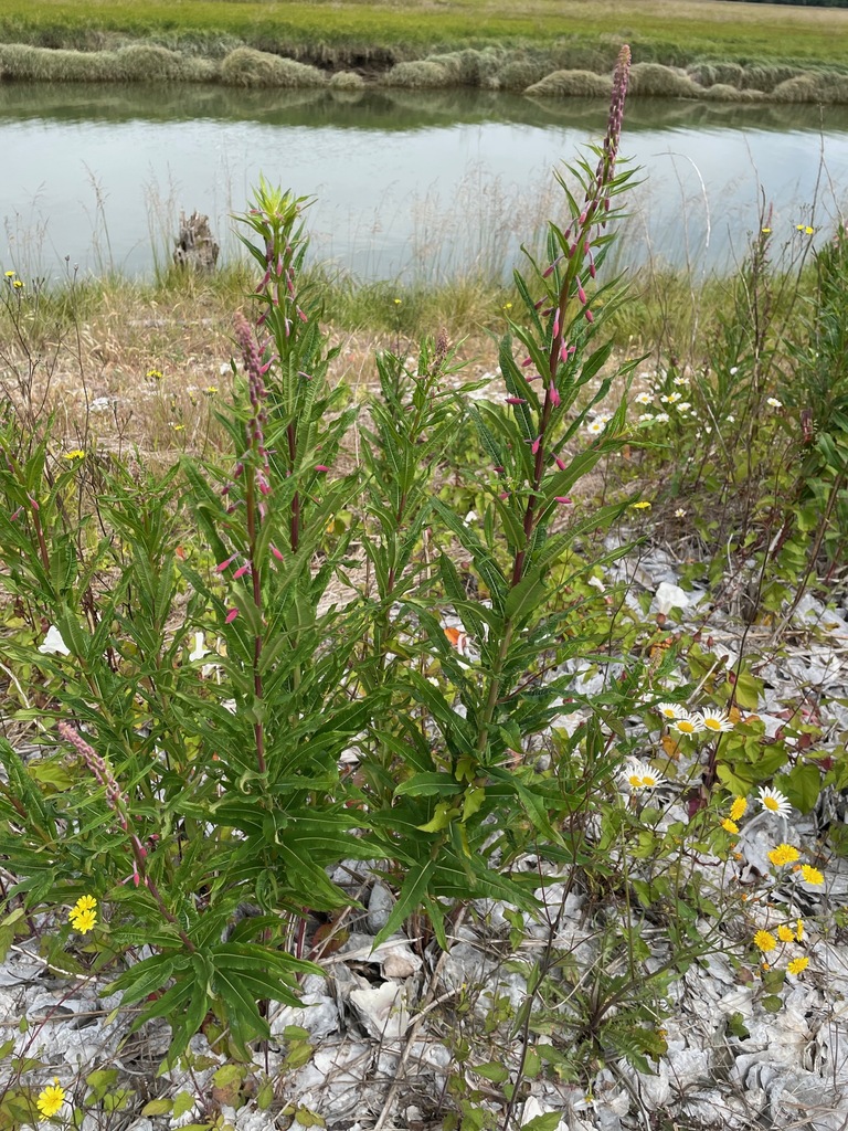 fireweed from Pacific County, WA, USA on June 28, 2023 at 11:40 AM by ...