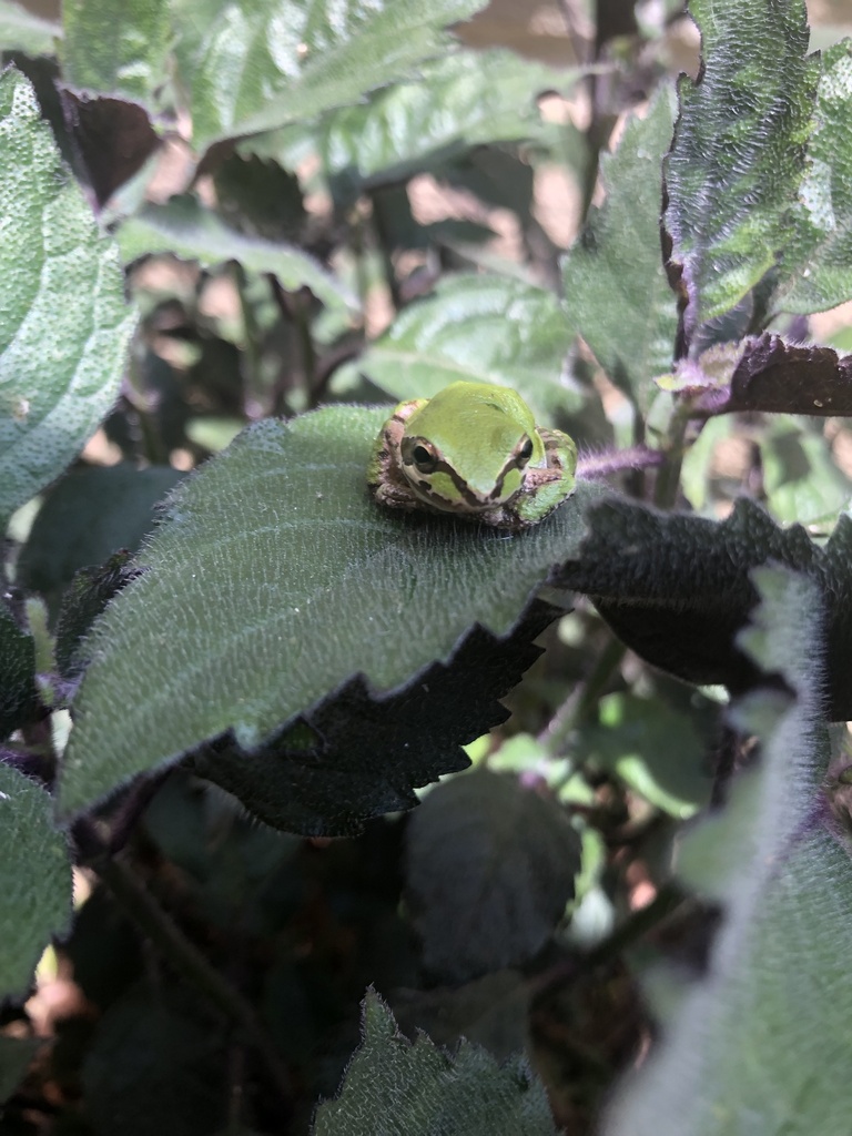 Baja California Tree Frog from Puesta Del Sol, Santa Barbara, CA, US on ...