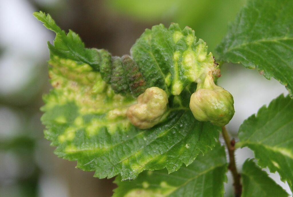 Elm Sack Gall Aphid from Netherton reservoir, Dudley, UK on June 30 ...