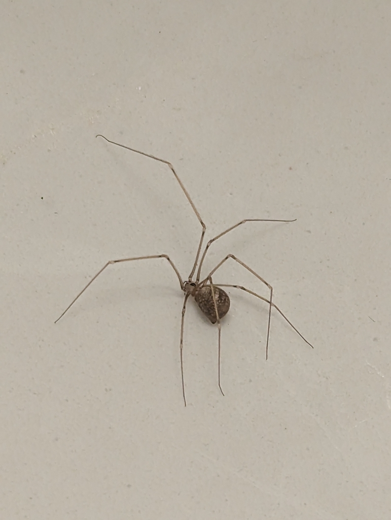 Tailed Cellar Spider from Washington Township, MO, USA on June 30, 2023 ...