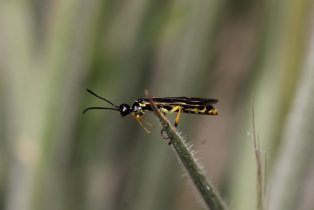 Wheat Stem Sawfly from June Lake, CA 93529, USA on June 26, 2023 at 01: ...