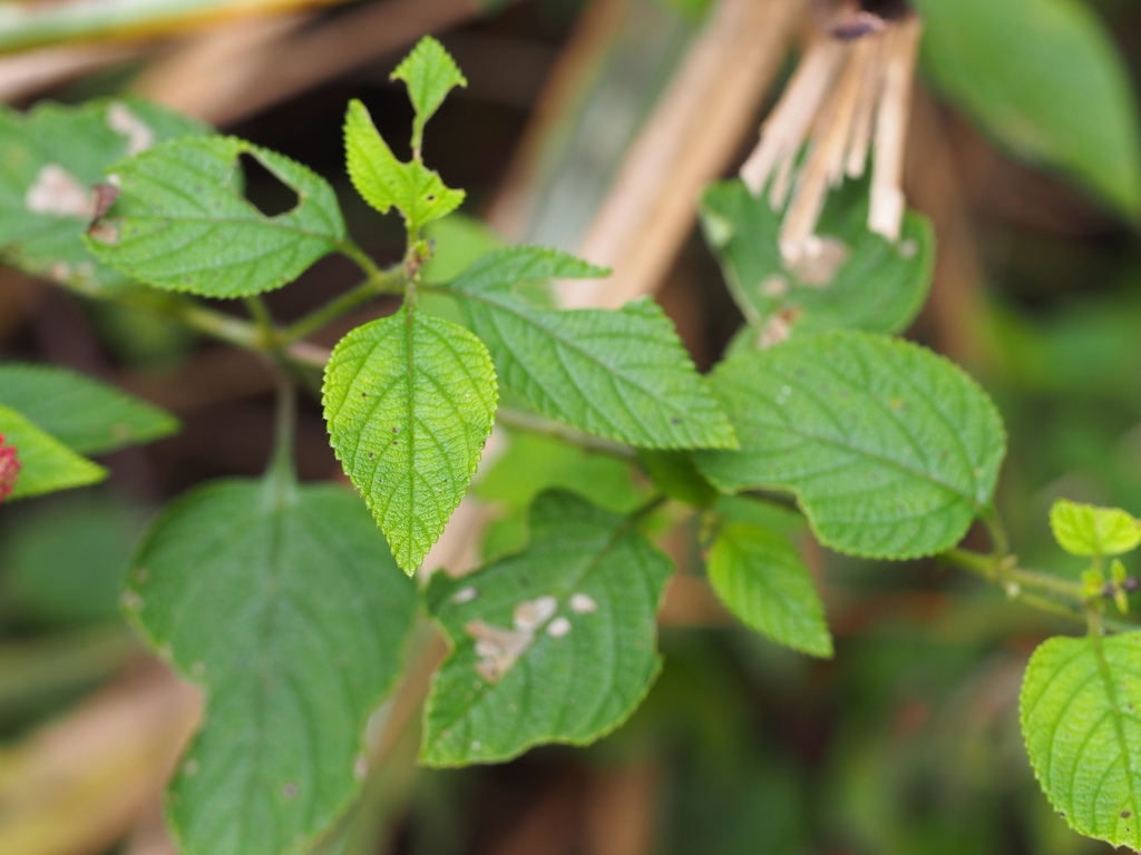 common lantana from 555台灣南投縣魚池鄉大雁巷25號 on December 23, 2018 at 01:27 PM ...