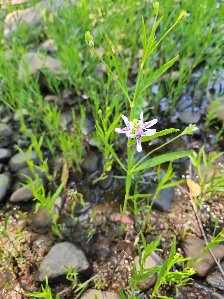 American water-willow from Marlinton on June 30, 2023 at 01:12 PM by ...