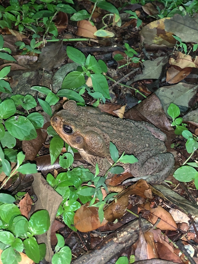 Cane Toad from Tobago, Trinidad and Tobago, TT on June 22, 2023 at 10: ...