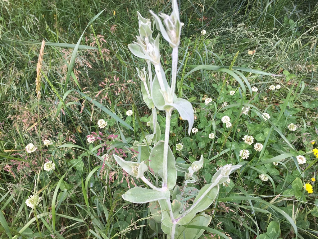 Rose campion from Hocken Lane, Twizel, Canterbury, NZ on December 26 ...