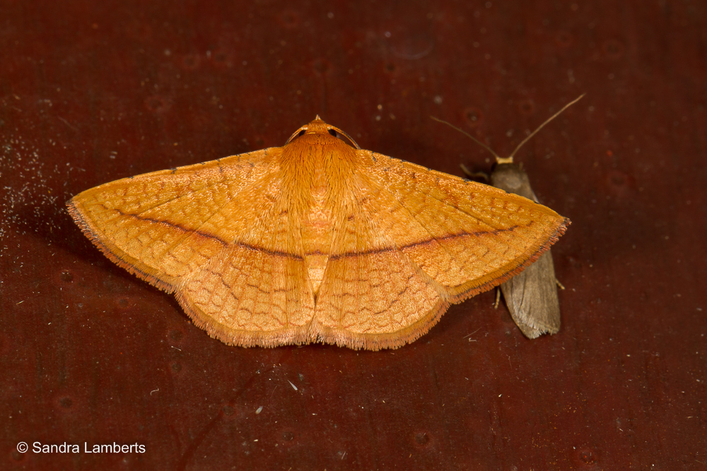 Striglina scitaria (Moths of Kerala) · iNaturalist