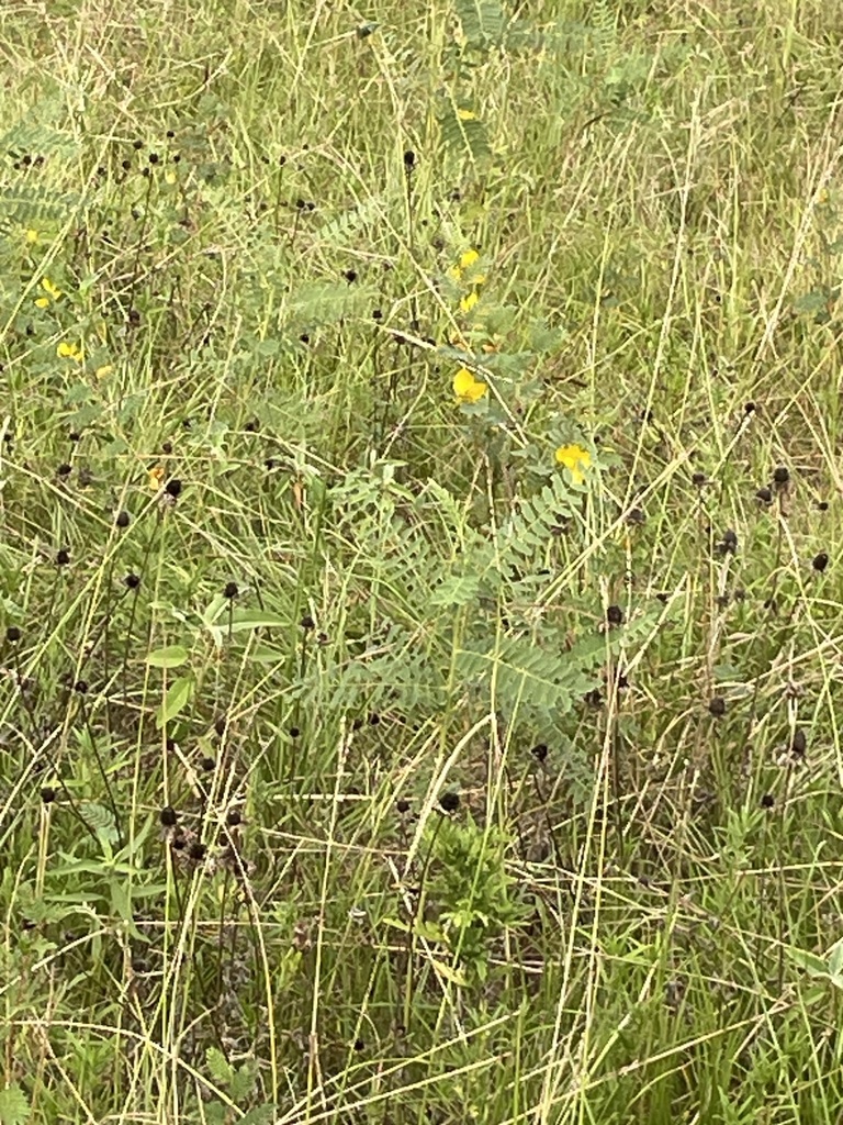 partridge pea from Bastrop County, TX, USA on June 30, 2023 at 08:31 AM ...