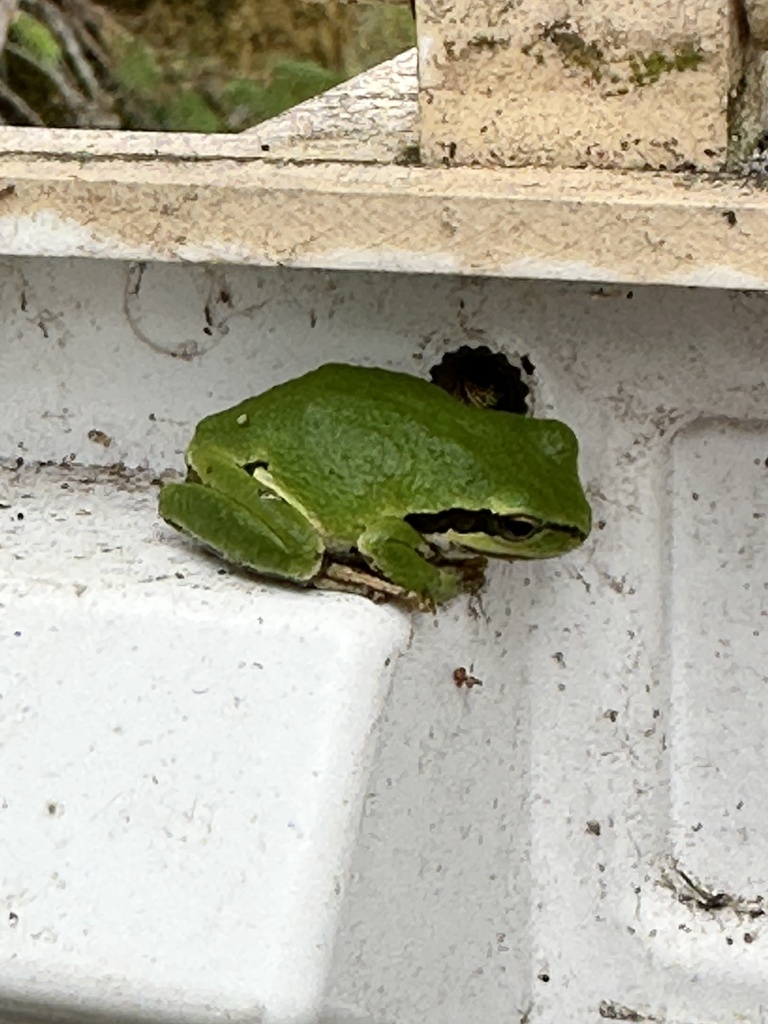 Pacific chorus frog from Lewis and Clark National Historical Park ...