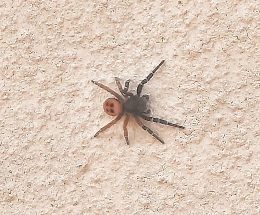 Ladybird Spider from 57025 Piombino, Province of Livorno, Italy on June ...