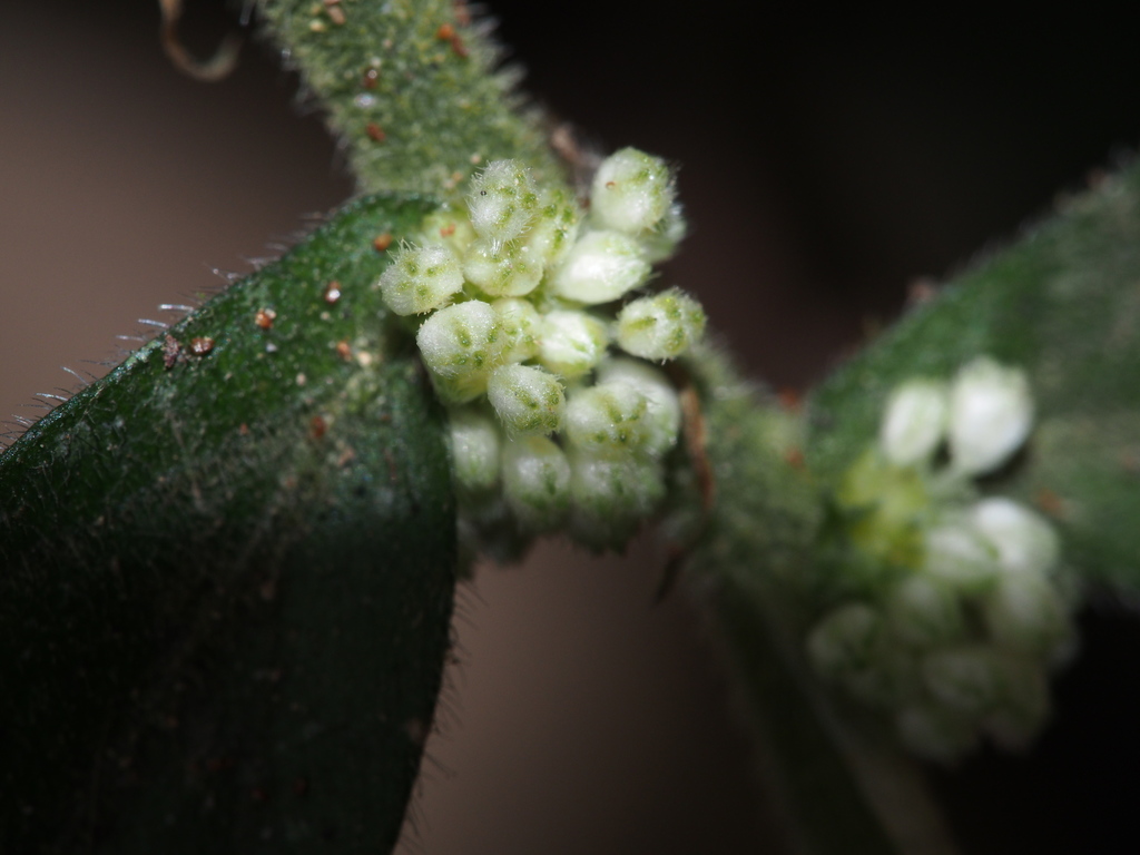 Large lineolate Elatostema (Elatostema lineolatum) - Botanical Realm