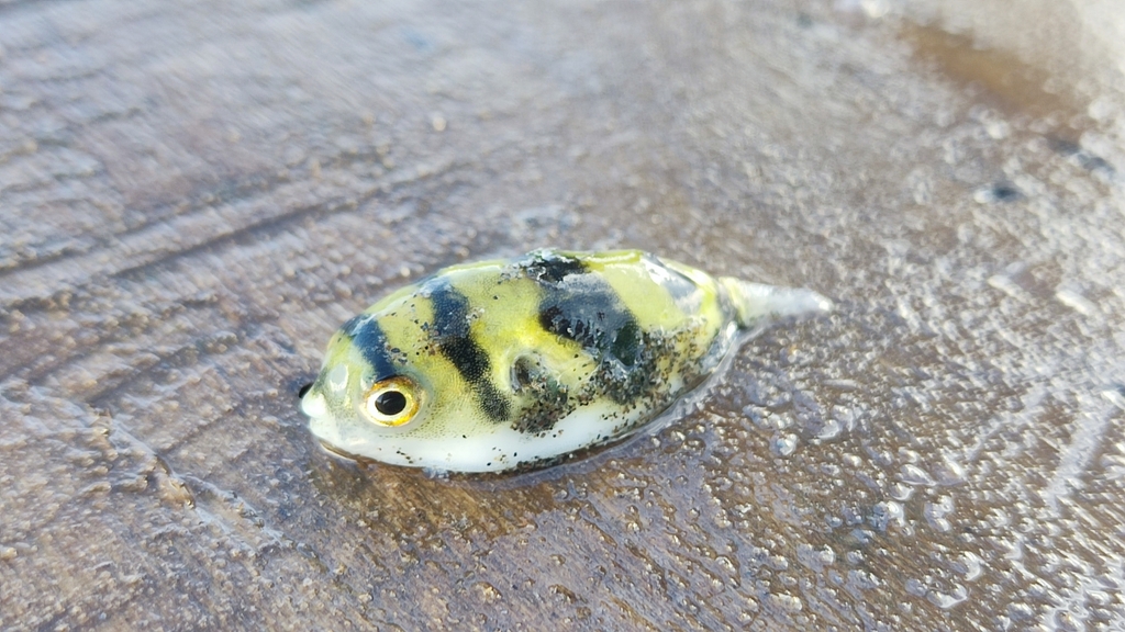 Amazon Puffer in June 2023 by Wildlife Tours Peru, Christoph Meyer ...