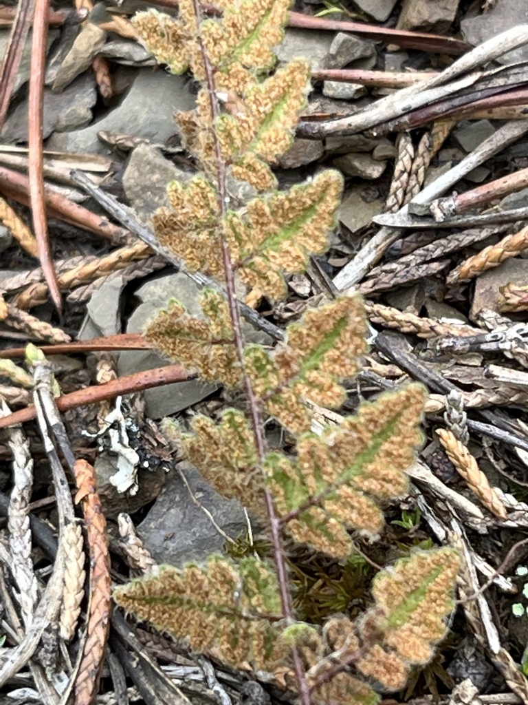 Hairy Lip Fern from Pendleton County, US-WV, US on June 29, 2023 at 11: ...