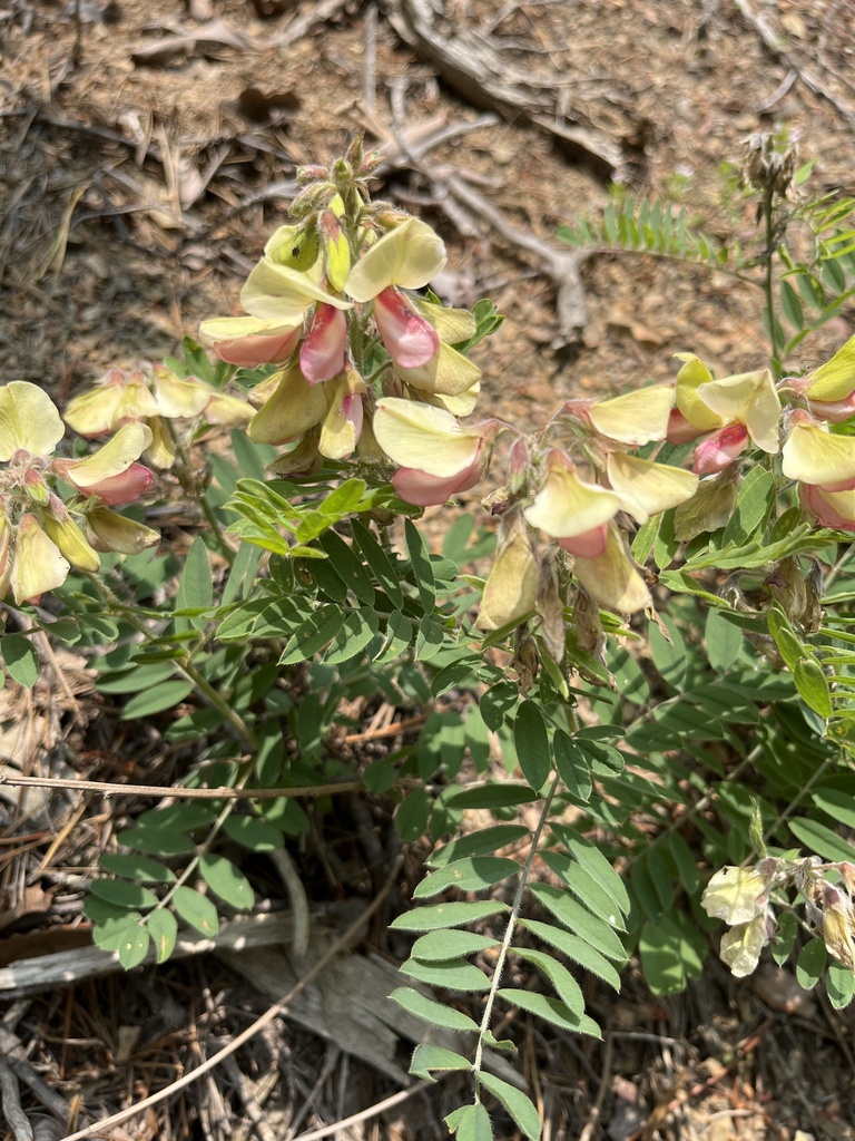 goat's rue from Pendleton County, US-WV, US on June 29, 2023 at 01:46 ...