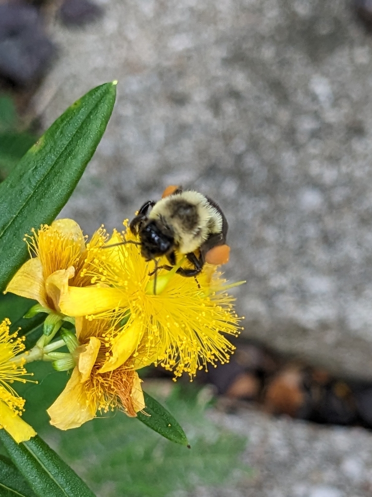 Common Eastern Bumble Bee in June 2023 by Colleen Burgess Crank. Sbee ...