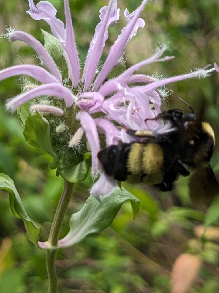 Black-and-gold Bumble Bee in June 2023 by Colleen Burgess Crank. Sbee ...