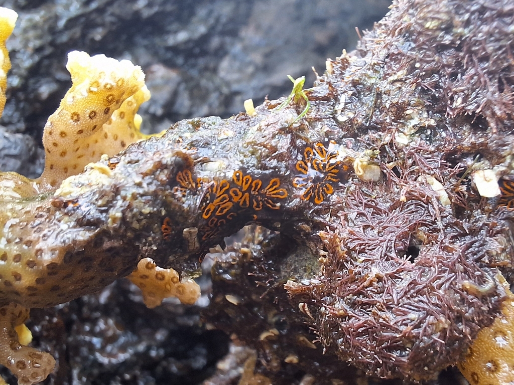 Botrylloides niger from Puerto Villamil, Ecuador on June 14, 2023 at 08 ...