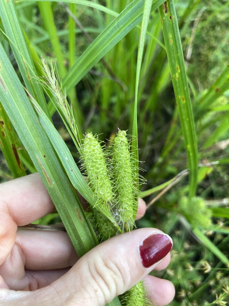 Frank's sedge from Fayetteville, AR, USA on June 29, 2023 at 08:12 AM ...