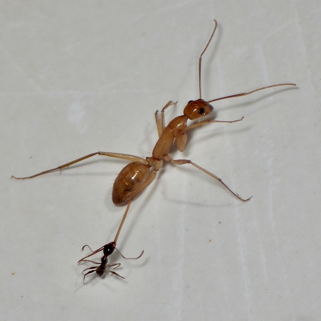 Festinatus-group Carpenter Ants from Poorwill Canyon Ct, Santa Cruz ...