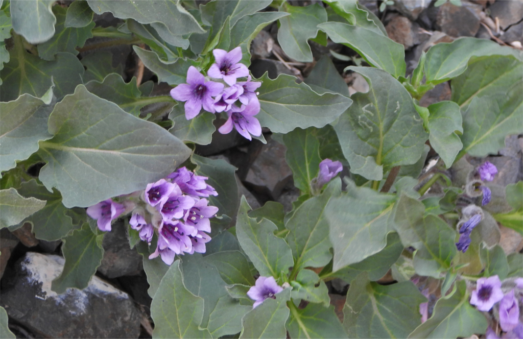 Physochlaina physaloides from Bayandalai, Mongolia on June 15, 2023 at ...