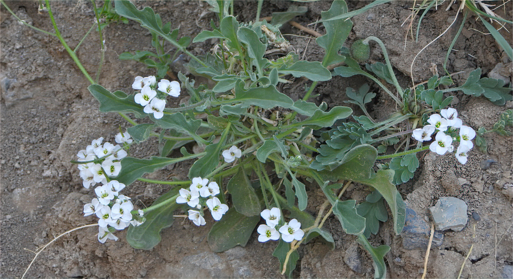 Dontostemon integrifolius from Bayandalai, Mongolia on June 15, 2023 at ...