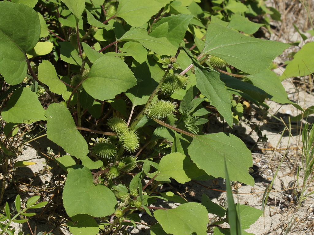 Californian bur from Foxi Manna, Tertenia, Nuoro, Italia on June 26 ...