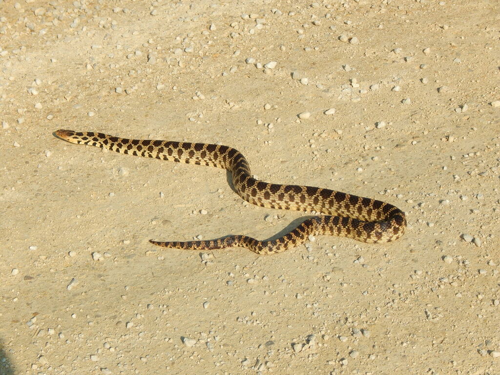 Western Foxsnake from Winona County, MN, USA on June 19, 2023 at 05:57 ...