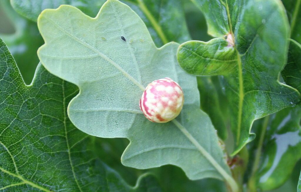 Striped Pea Gall Wasp from Saltwells NNR, Dudley, UK on June 30, 2023 ...