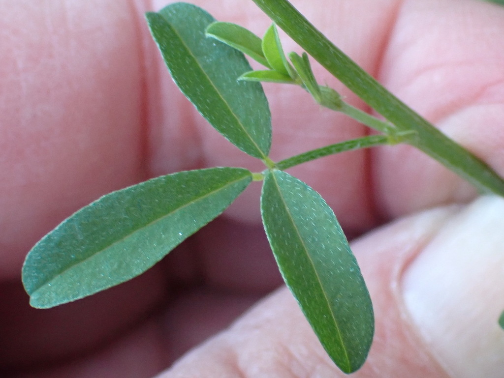 Canary Indigo from Erf 4911, Sedgehill, Sedgefield, 6573, South Africa ...