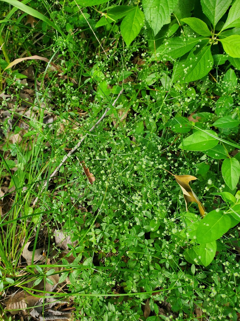 Hairy bedstraw from Walker County, TX, USA on June 4, 2023 at 06:06 PM ...