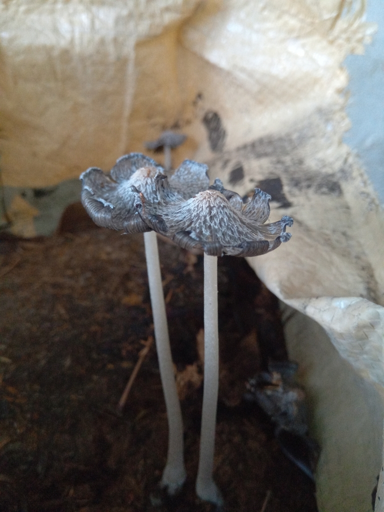 Inkcaps from C86C+562, Coro 4101, Falcón, Venezuela on June 27, 2023 at ...