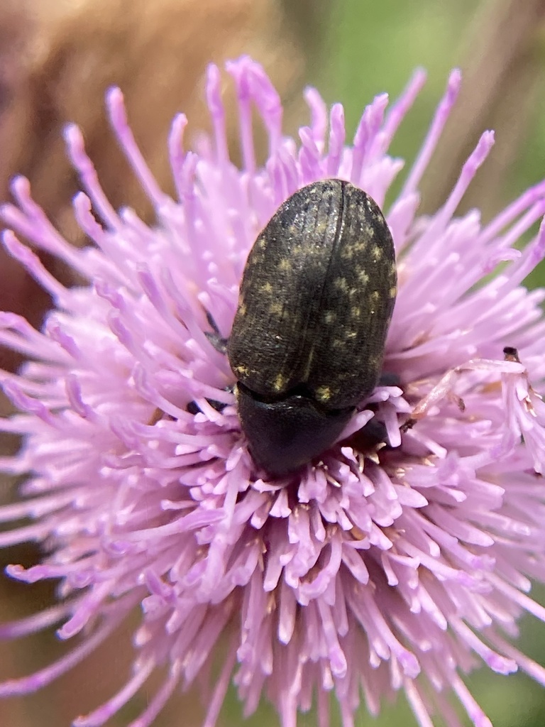 Turbine Cylindrical Weevil from Westminster, MD, US on June 30, 2023 at ...