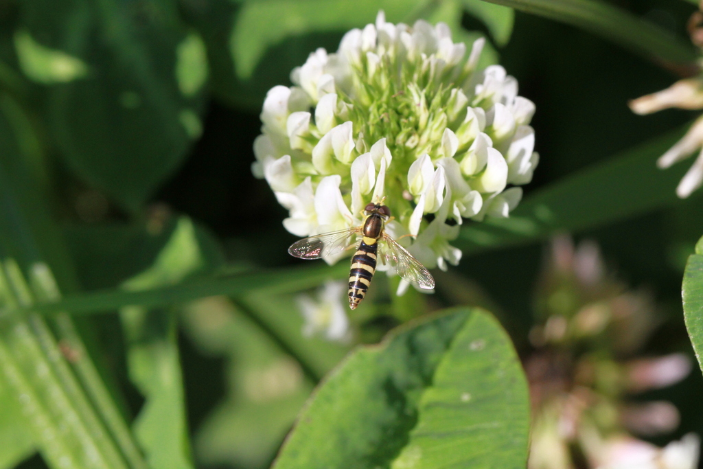 Common Globetail from 8830 Tjele, Denmark on June 30, 2023 at 11:09 AM ...