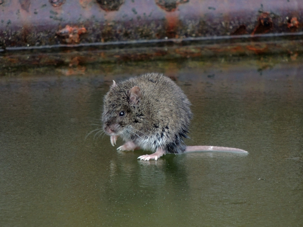 Andean long-clawed mouse from Huiliches, Neuquén, Argentina on June 16 ...