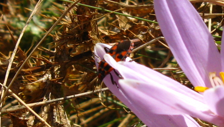Spilostethus saxatilis from 20259 Pioggiola, France on September 4 ...