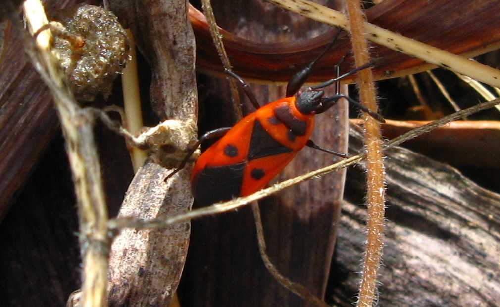 Mediterranean red bug from Santo-Pietro-di-Tenda, France on September 3 ...