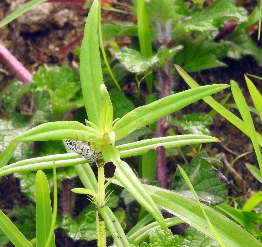 Rattlepod Moths from Tarur-II, Kerala, India on June 23, 2023 at 05:23 ...