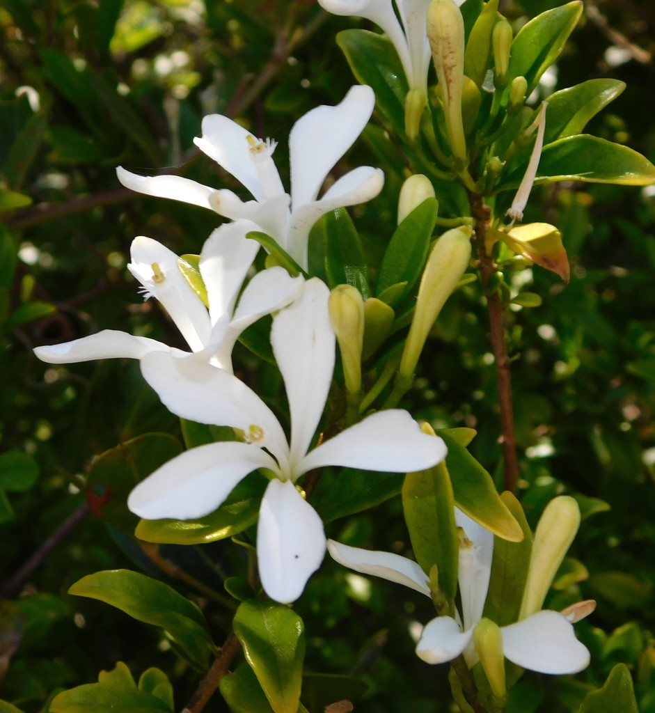 Small Honeysuckle Bush (Plants of the Matopos) · iNaturalist