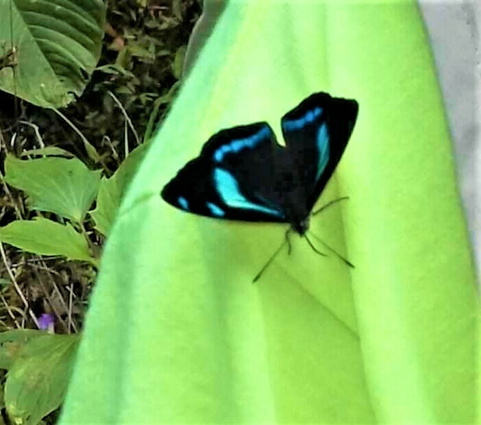Vague Numberwings from Isabela, Ecuador on June 22, 2013 at 11:32 AM by ...