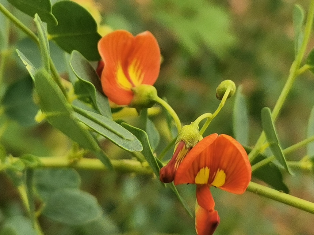 Blood-spotted Bladder Senna (Colutea orientalis) - Botanical Realm