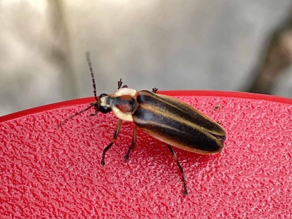 Cape Breton Firefly from Southshore Rd, Sudbury, ON, CA on June 30 ...