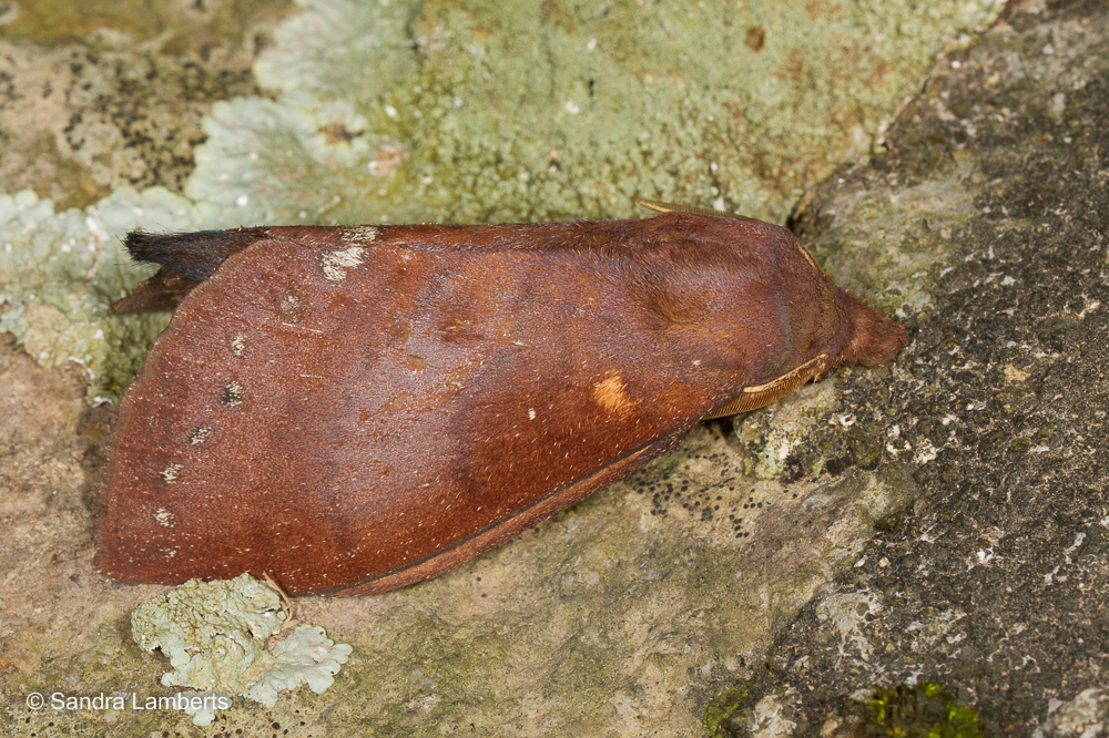 Kunugia latipennis from Raub, Pahang, Malaysia on March 15, 2018 at 09: ...