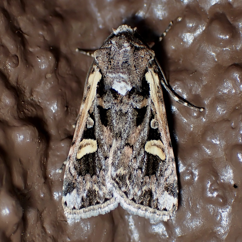 Dichagyris socorro (Noctuidae of the United States - Pt.4) · iNaturalist